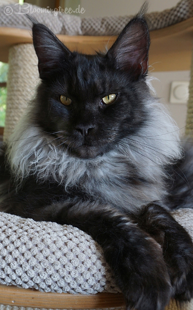 Maine Coon Cats of Bloomingtree – Zuchtkater der Maine Coon Zucht of ...